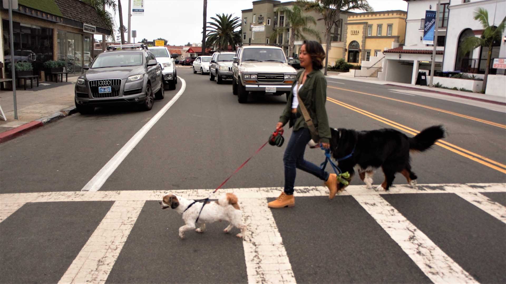 5 Ways to walk your dog with ease. - K9 EX: Unleashing Extraordinary ...
